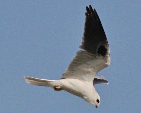 The Monument-Worthy Birds of Cotoni-Coast Dairies: An Analysis | Grey Hayes
