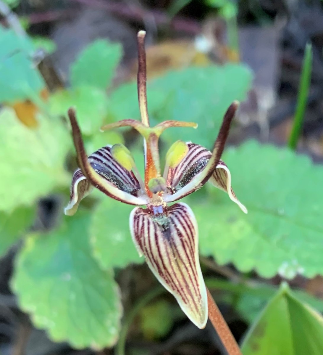 January’s Flower | Grey Hayes