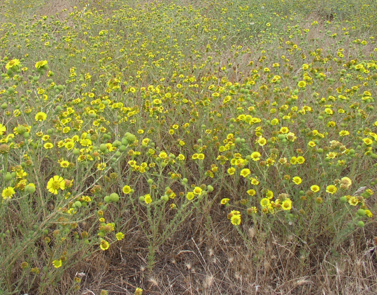 The Saga of the Santa Cruz Tarplant | Grey Hayes
